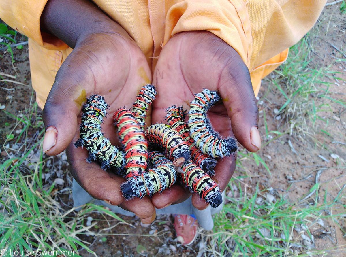 The plight of mopane worms: a call for conservation in Southern Africa